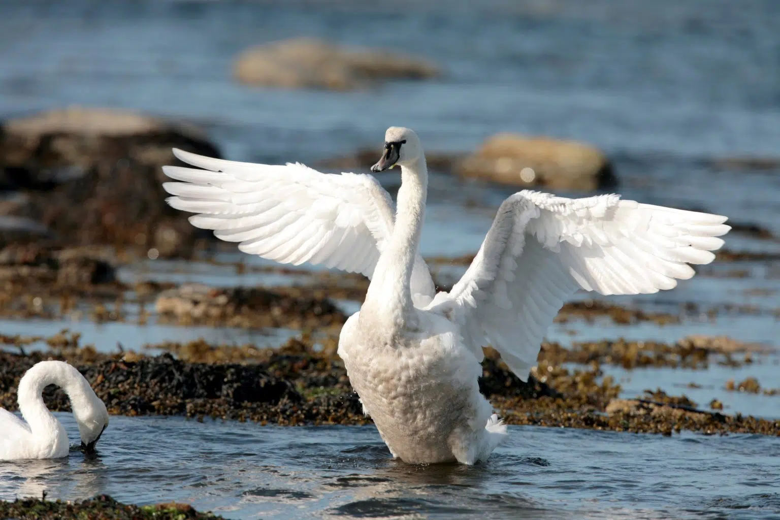 EU moves to ban lead in hunting and fishing to curb poisoning risks ...