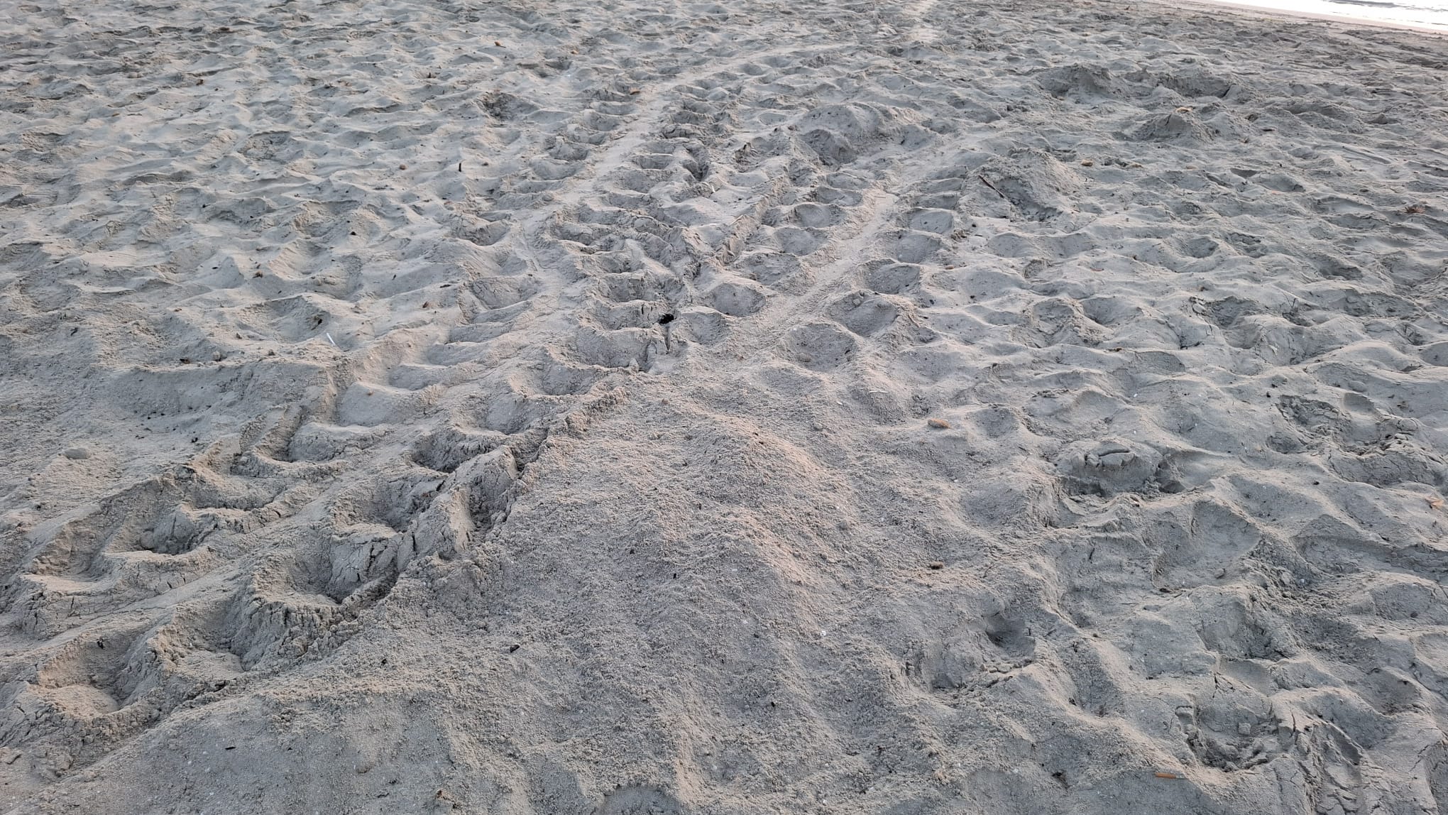 Second turtle nest of 2025 discovered at Għadira Bay - The Maltese Herald