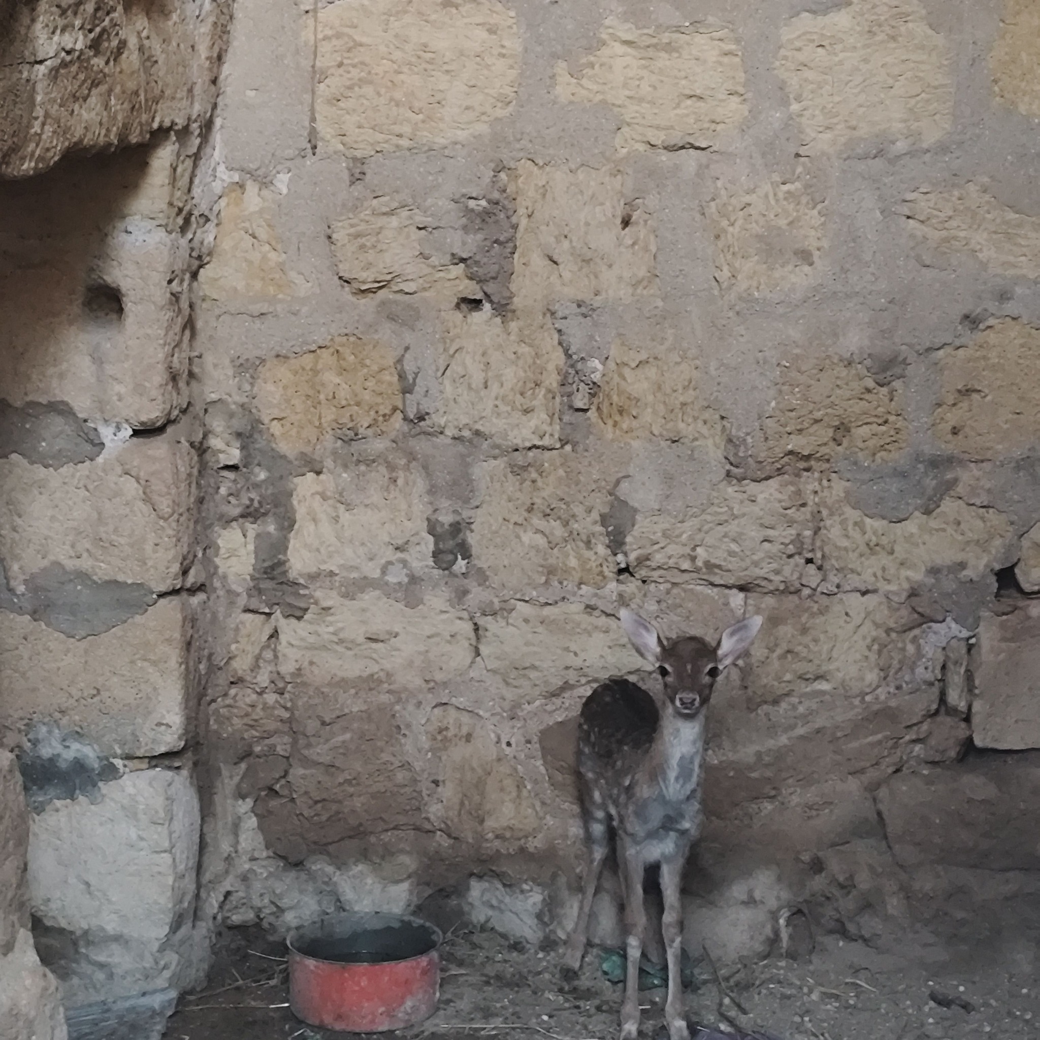 Disturbing discovery in Qawra: Deer found in suspected case of animal ...